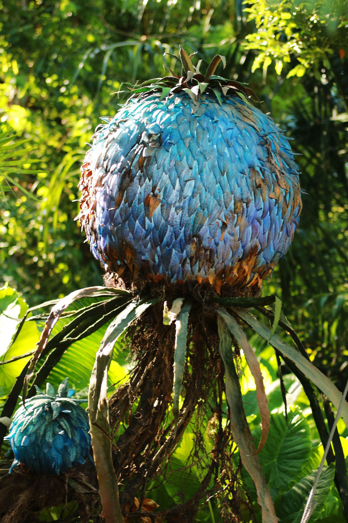 Pandora plant | The DIS Disney Discussion Forums - DISboards.com